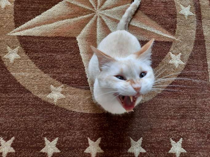 Why Texas Cats Might Just Have the Most Attitude - Gato Island